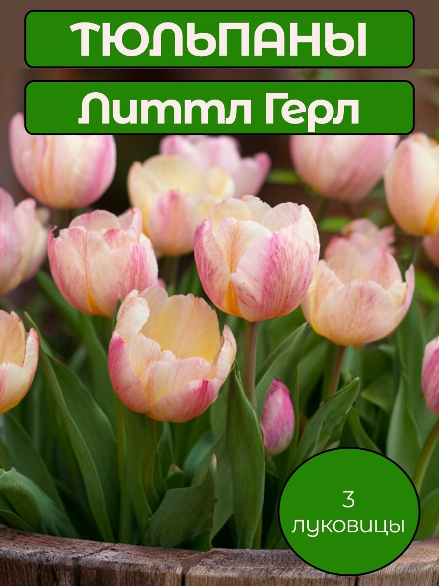 Луковицы тюльпана Литтл Герл 3 шт