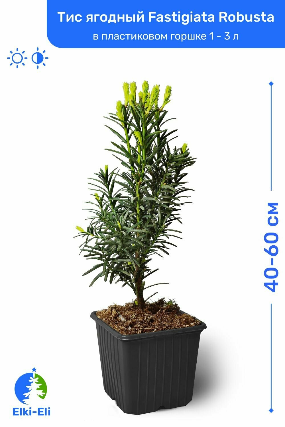 Тис ягодный Fastigiata Robusta 40-60 см в пластиковом горшке, саженец, хвойное живое растение