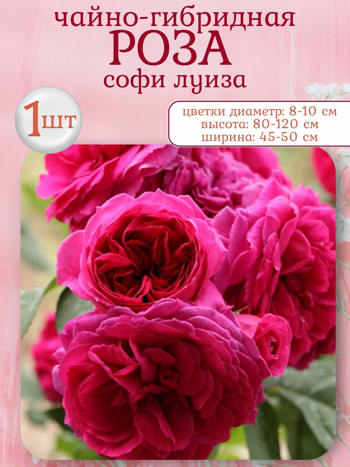 Роза чайно-гибридная Софи Луиза , многолетние цветы, 1 шт