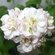 Пеларгония Ice Rose