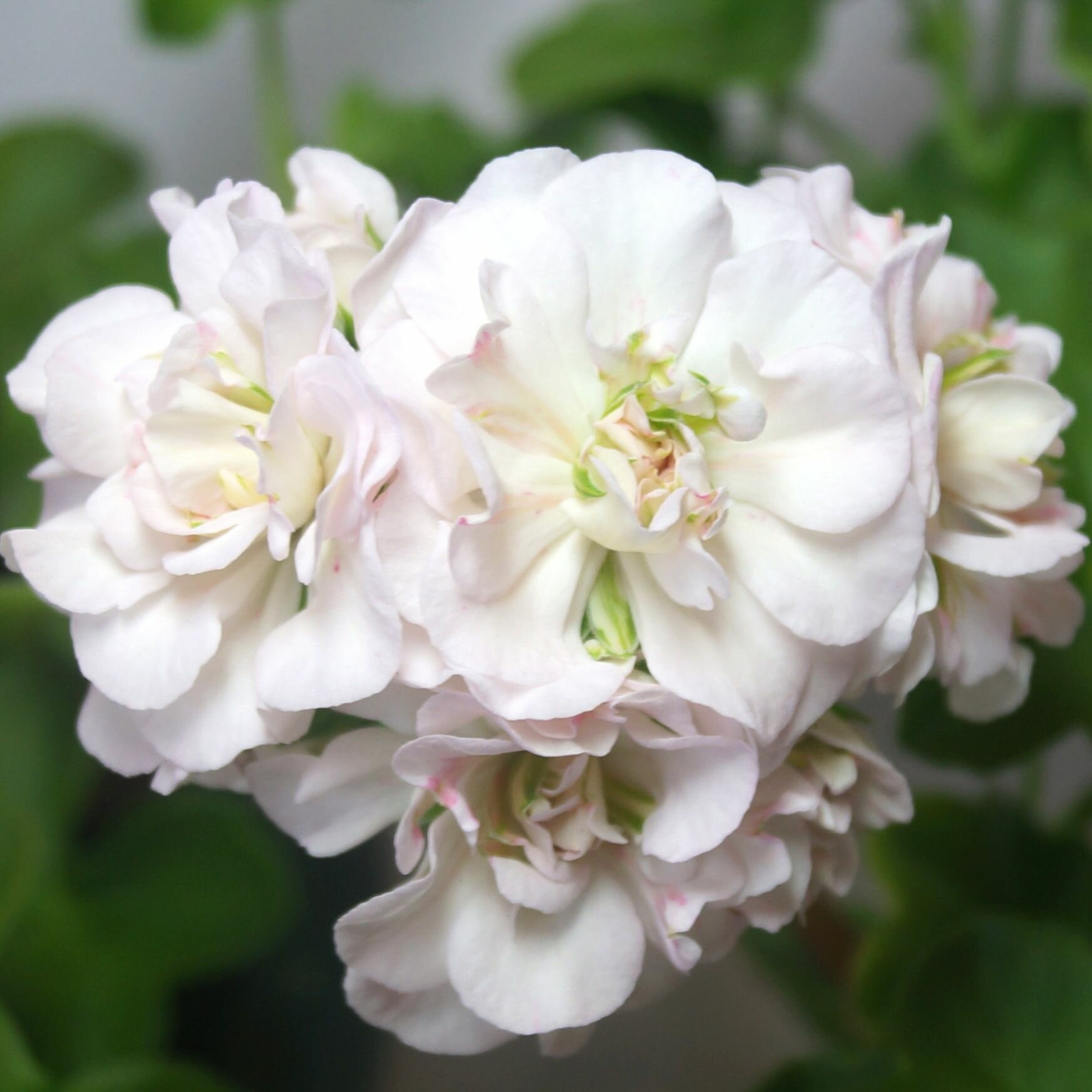Пеларгония Ice Rose