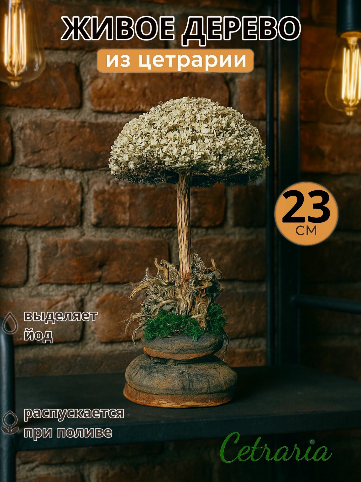 Настольное Деревце из цетрарии для интерьера