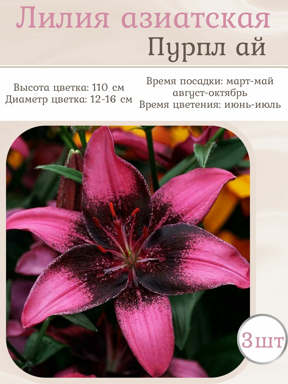 Лилия Азиатская, многолетние цветы, луковицы 3 шт