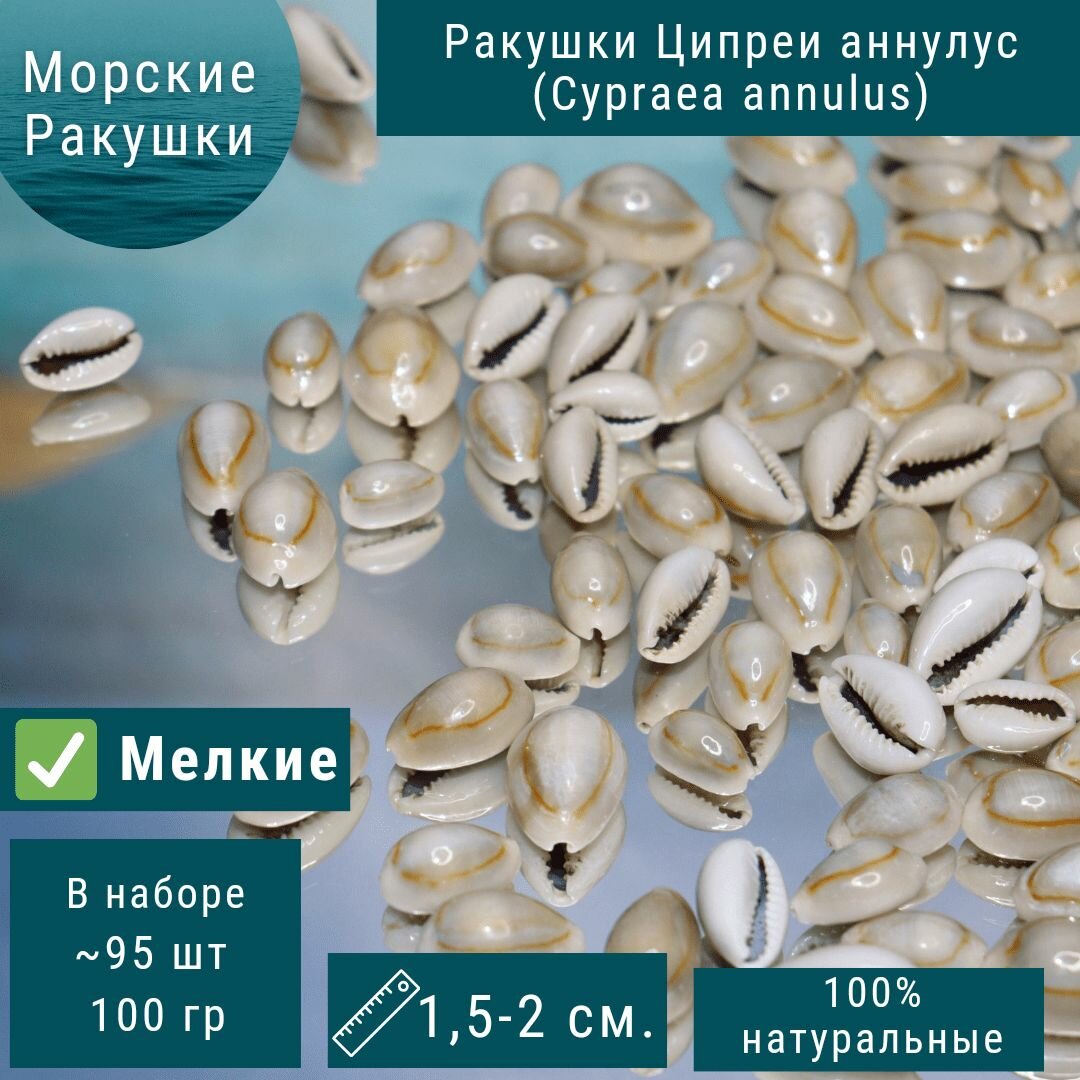 Морские ракушки Каури Ципрея аннулус натуральные мелкие 1,5-2см 100 гр.