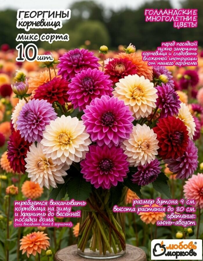 Георгина Корневище, Микс сортов, 10шт