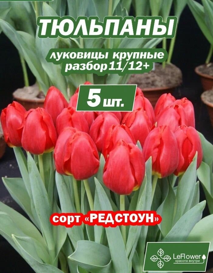 Тюльпан Луковица, Ред Стоун, 5 шт крупные