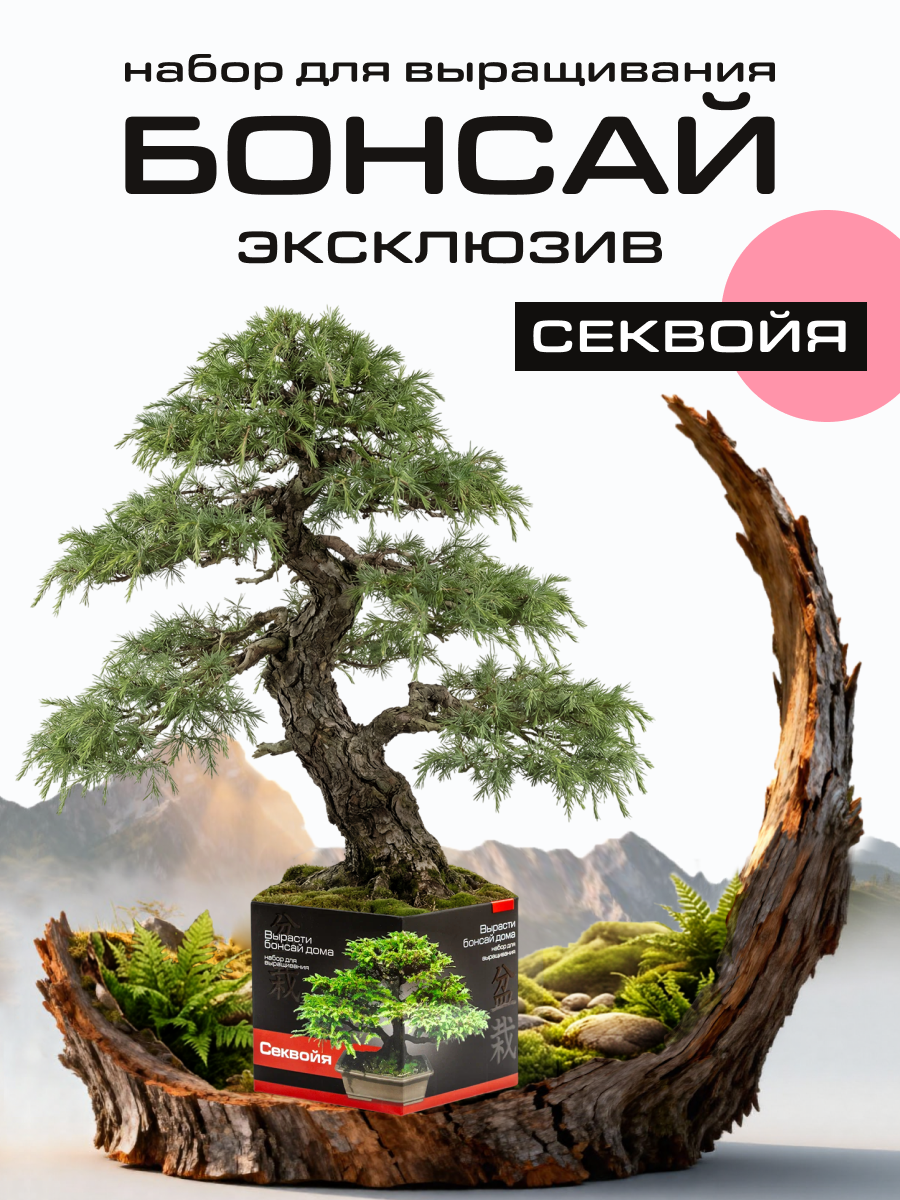 Набор для выращивания растений "Вырасти бонсай дома. Секвойя", в подарочной коробке