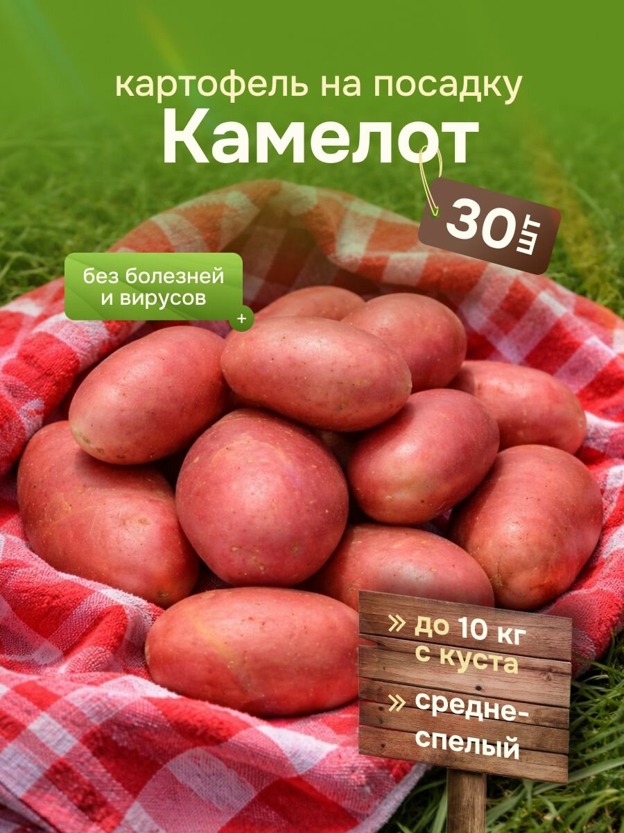Картофель клубни на посадку Камелот 30шт "среднеспелый"