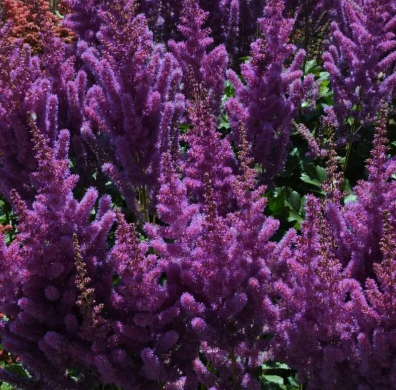 Астильба Блэк Перлс китайская