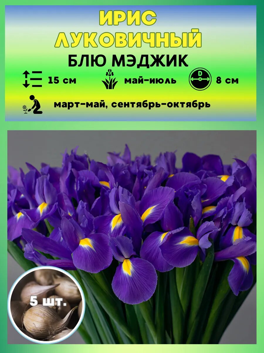 Ирис луковичный, луковицы 5 штук