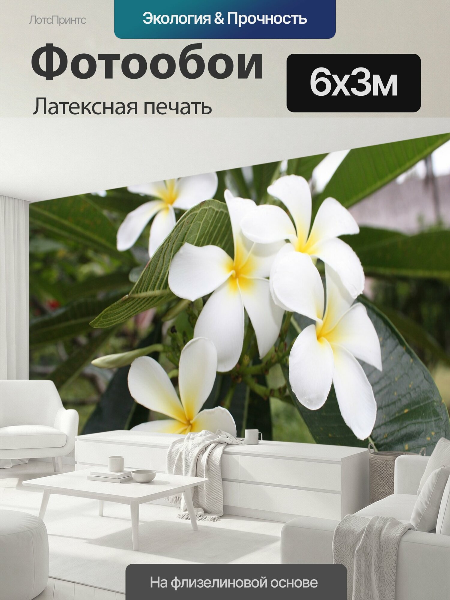 Фотообои моющиеся ударопрочные "Франжипани, цветок, цветы франжипани" 600x300 см. латексная печать