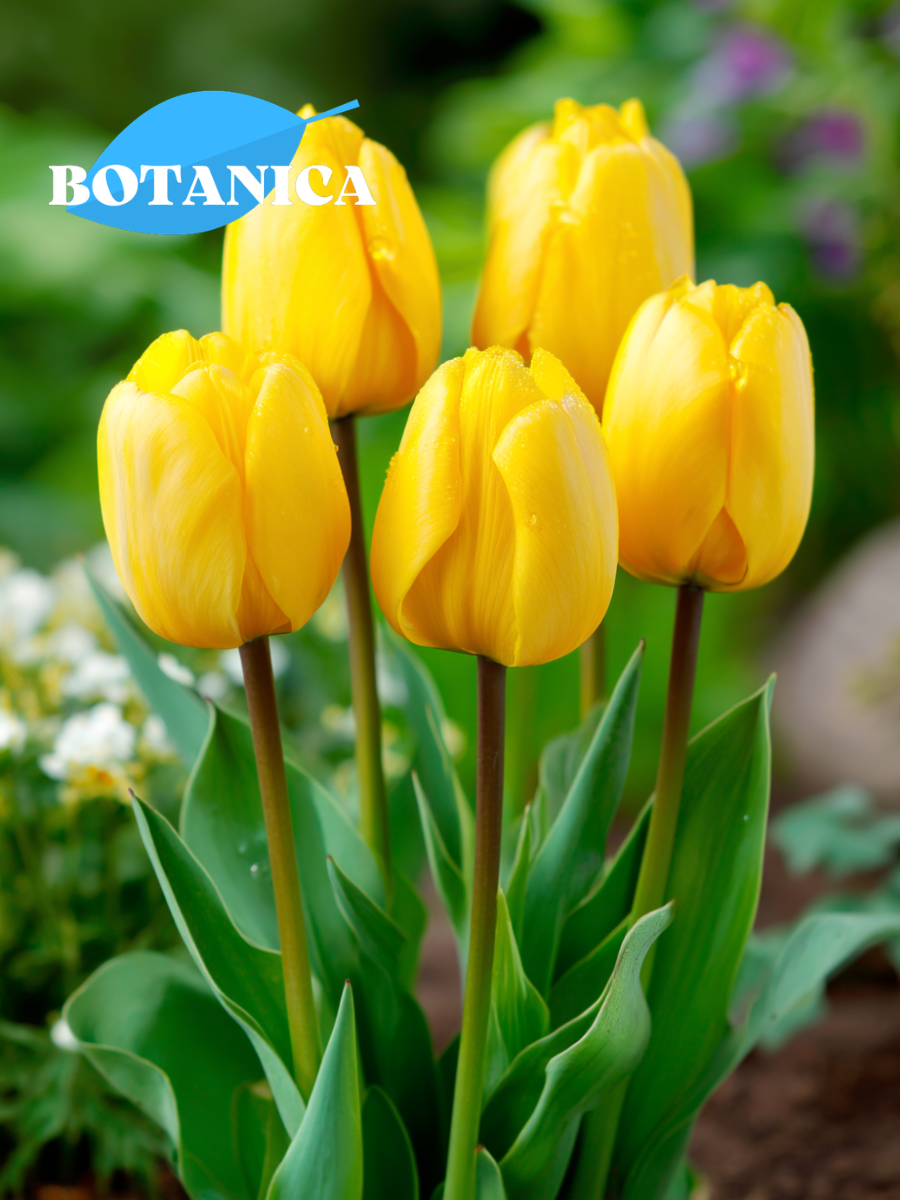 Луковицы цветов, botanica garden, Тюльпан Биг Смайл 2 штуки (желтый)