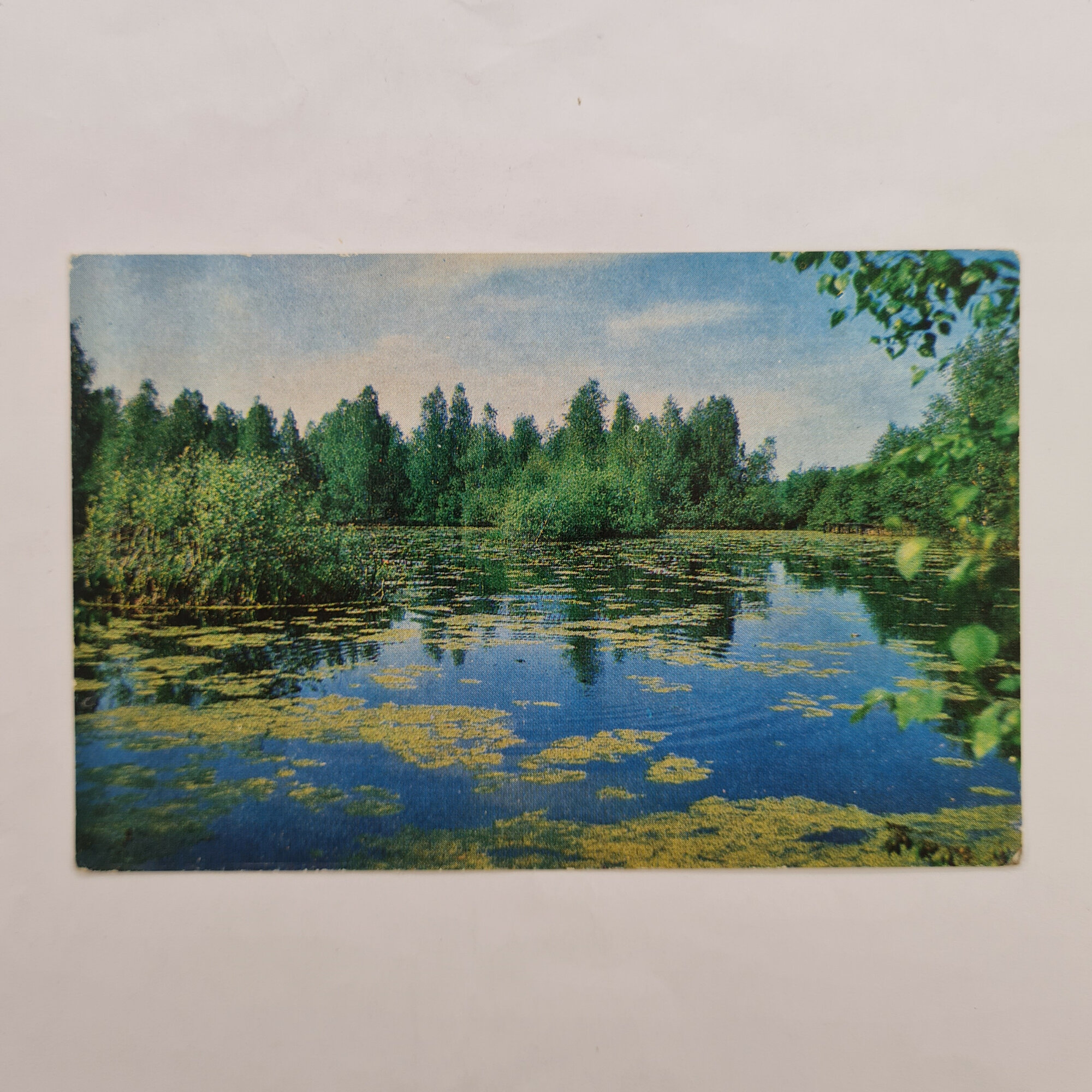 Открытка советская СССР. Шатурские карьеры, озеро и березы, природа Подмосковья. винтаж
