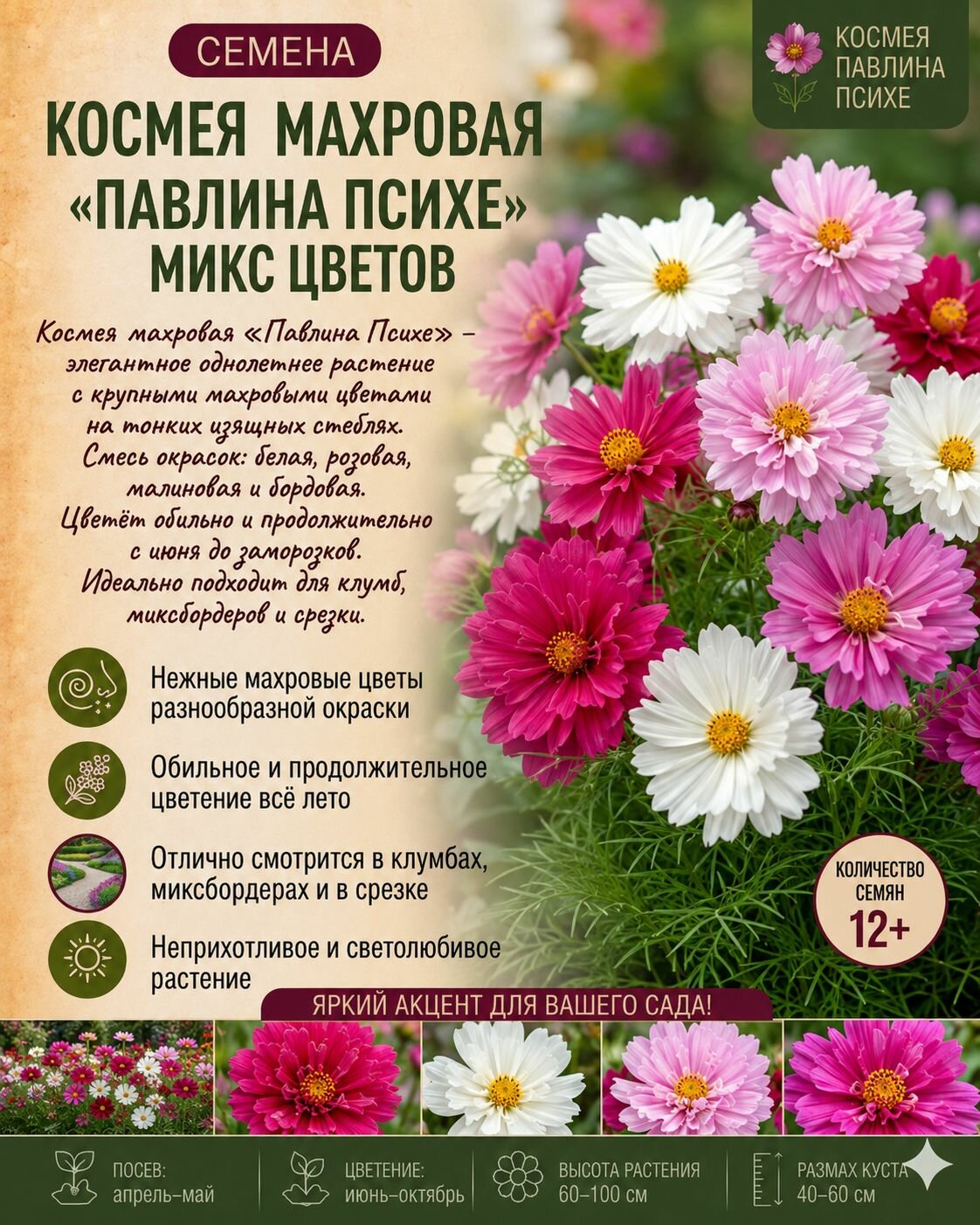 Космея махровая Павлина Психе, сбор 2025, микс