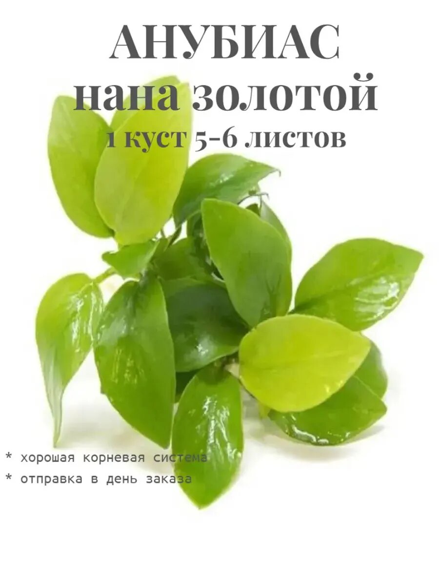Анубиас нана золотой - Anubias nana sp golden. (1 куст 3-4 листочка)