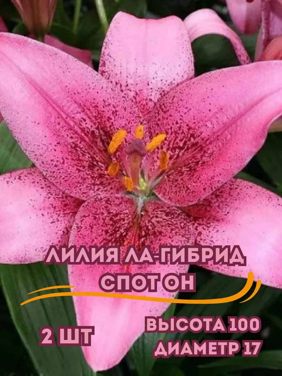 Луковицы лилий ла-гибрид Спот он