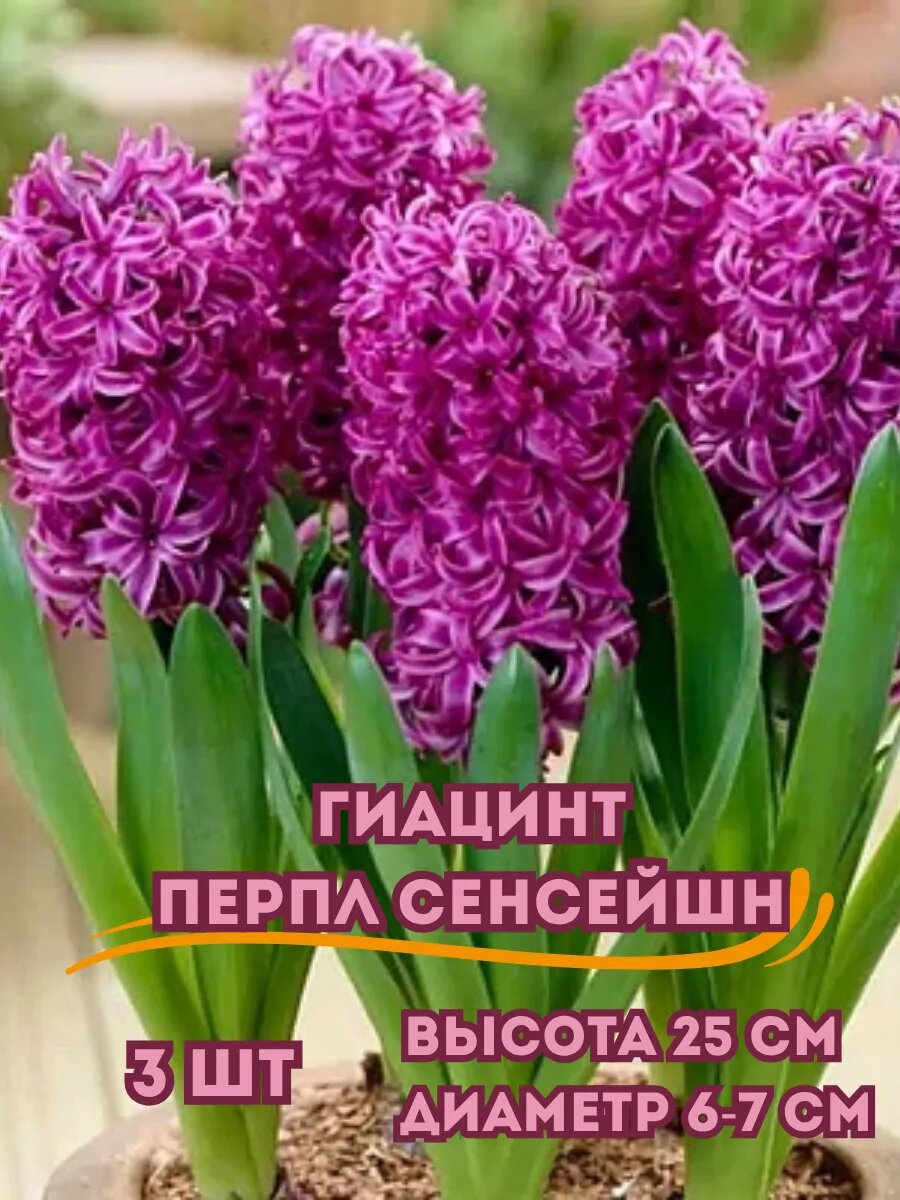 Луковицы Гиацинта многолетние растения