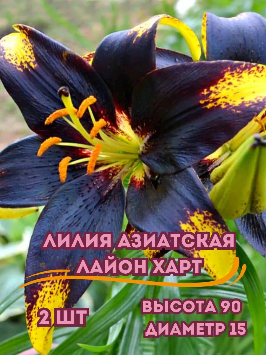 Луковицы лилий азиатская Лайон харт