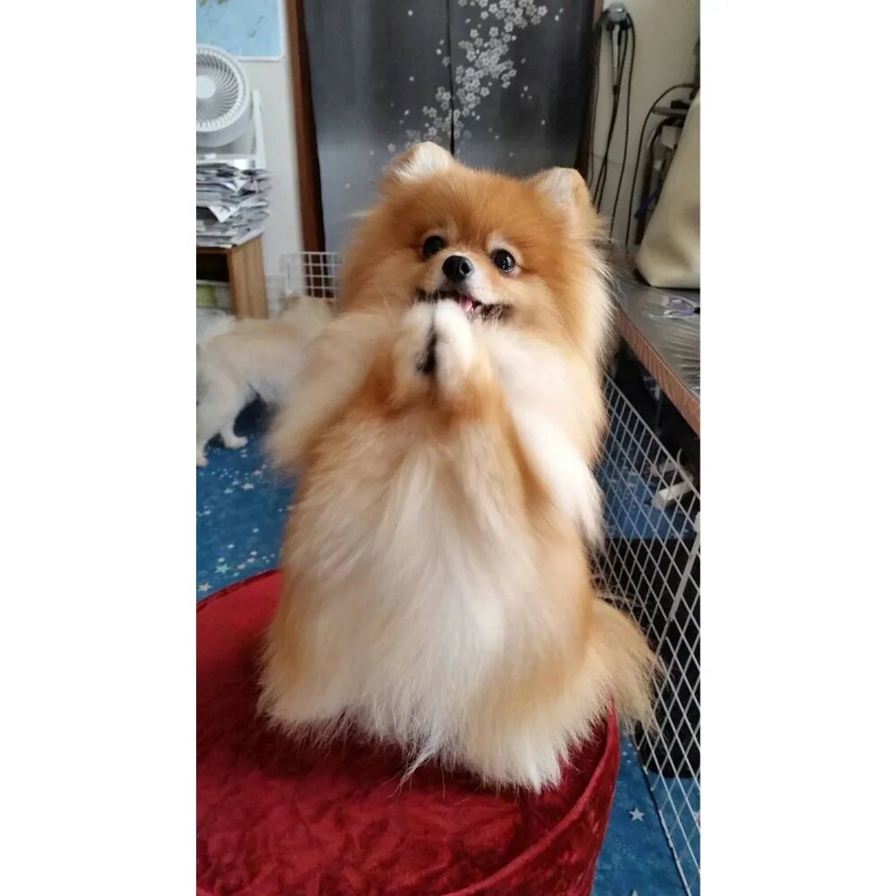 Алмазная Картина "Шпиц" 40х50 См Алмазная Вышивка / Картина Стразами Подарков