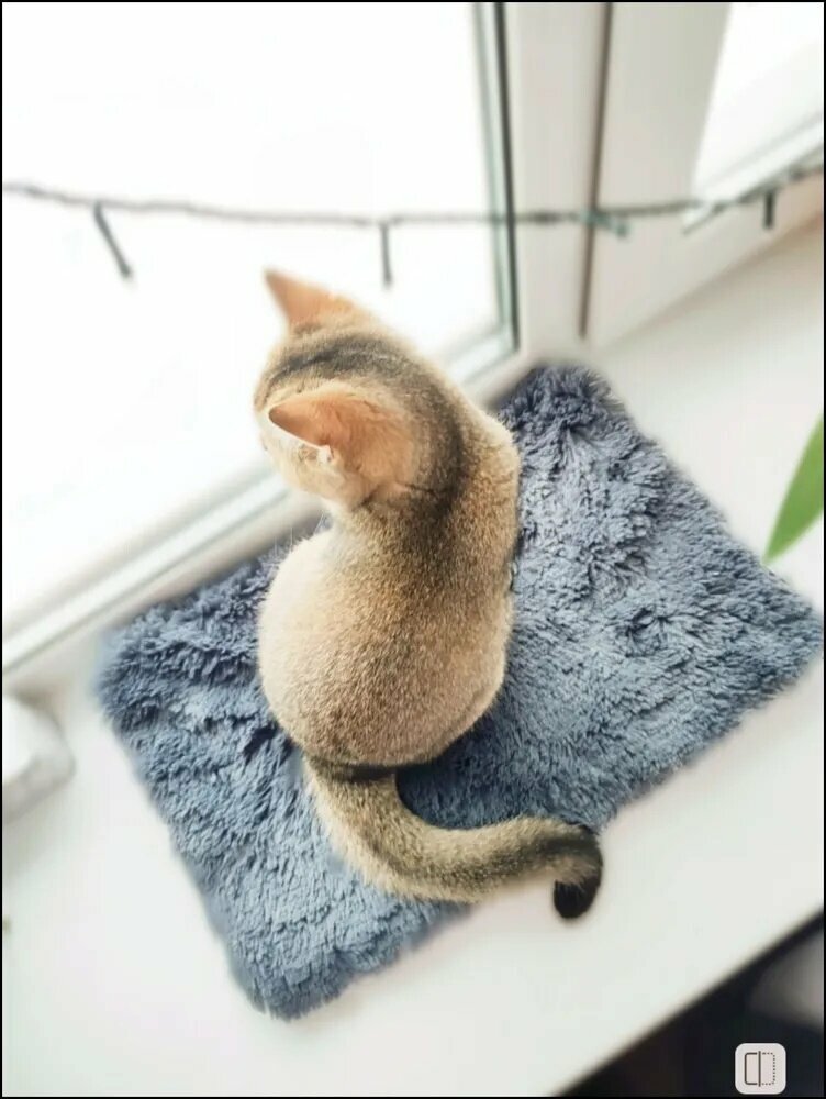 Лежанка для кота на подоконник, 50х30см, лежак на окно, коврик, подстилка, подушка меховая
