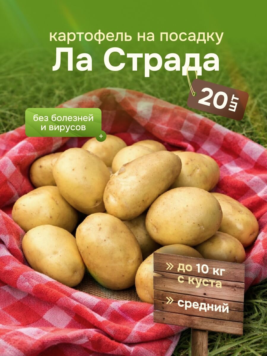 Картофель клубни на посадку Ла Страда 20шт "средний"