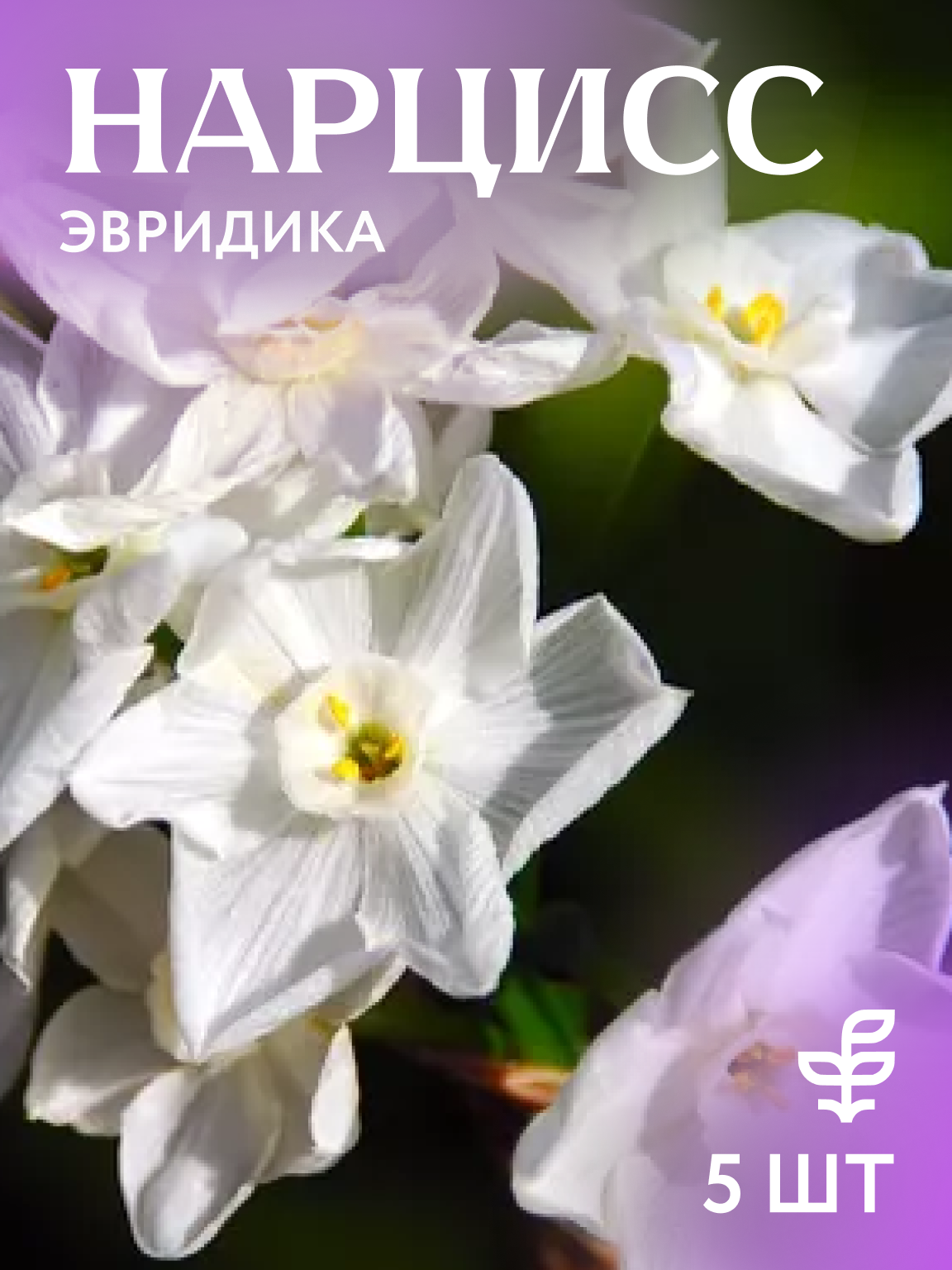 Нарциссы луковицы для посадки