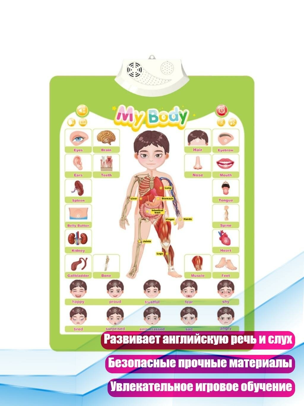 Интерактивный обучающий плакат для детей, Тело