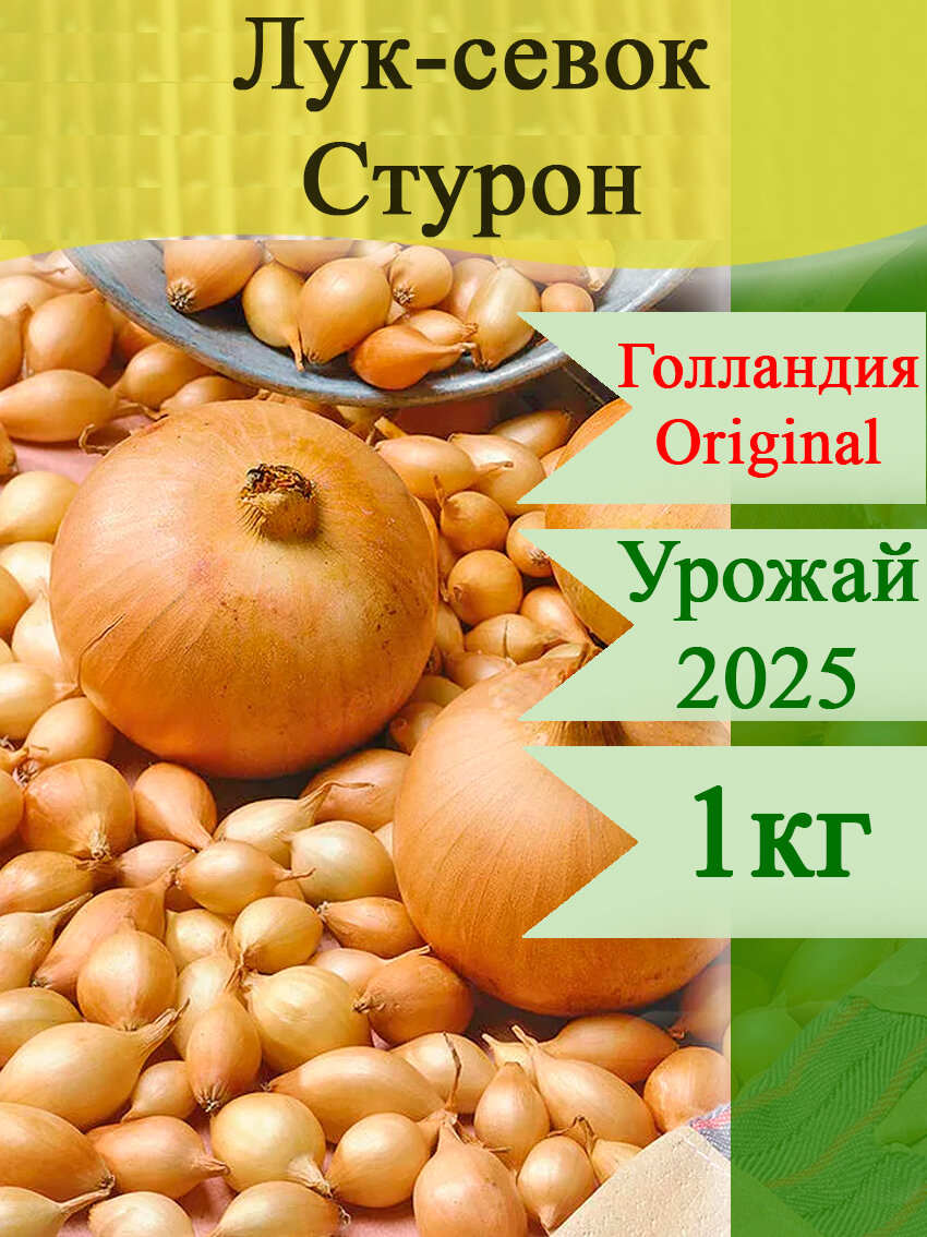 Лук севок Стурон 1 кг Голландия