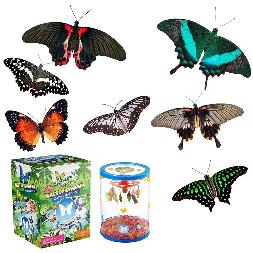 Домашняя ферма бабочек "Баттерфлярий" на 7 куколок от Babochki.Moscow / инсектарий
