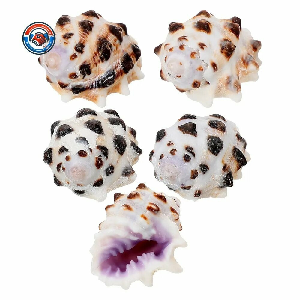 Мини-ракушки Conch для аквариума и террариума, натуральные декоративные раковины 3 см, многоцветные морские ракушки для флорариума, пляжной вечеринки и домашнего декора