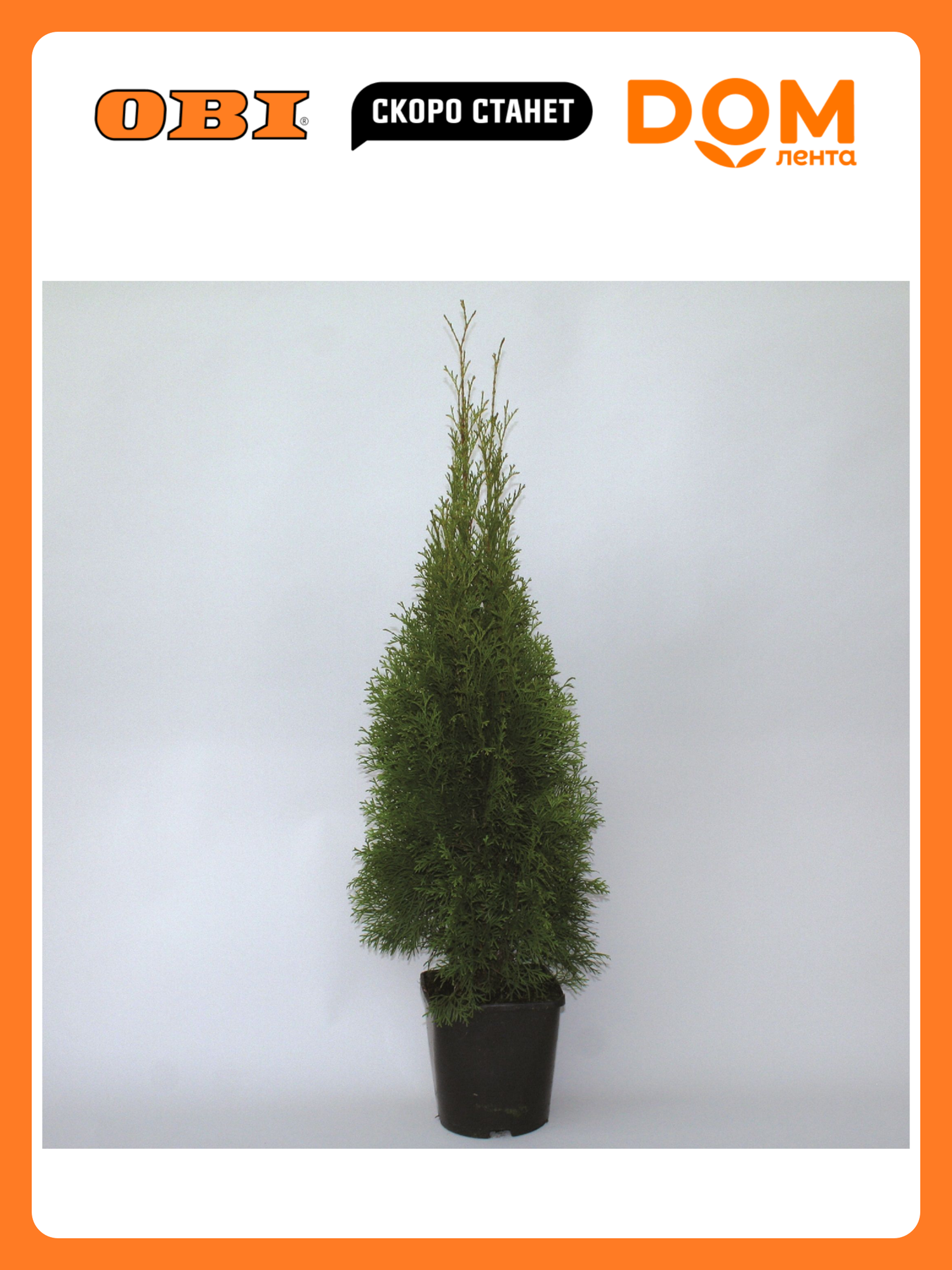 Туя западная "Смарагд", многолетнее декоративное растение, хвойные