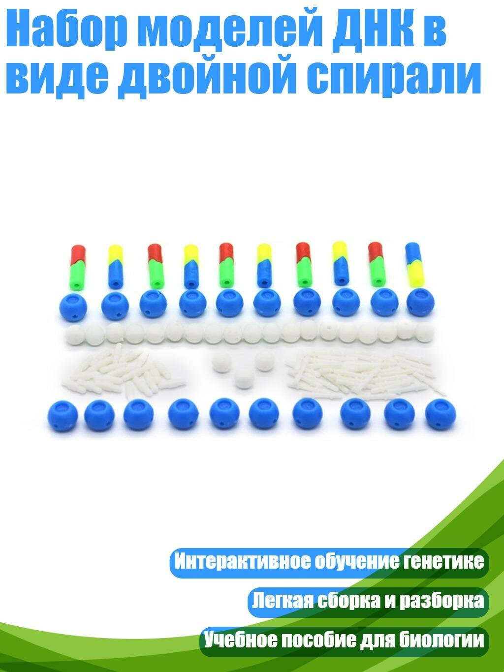 Набор моделей ДНК в виде двойной спирали
