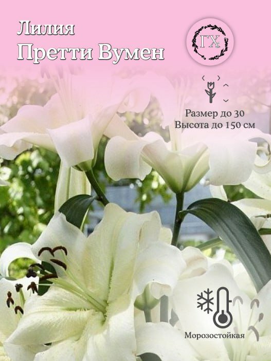 Лилия-дерево Претти Вумен, от гибрид (1 луковица)