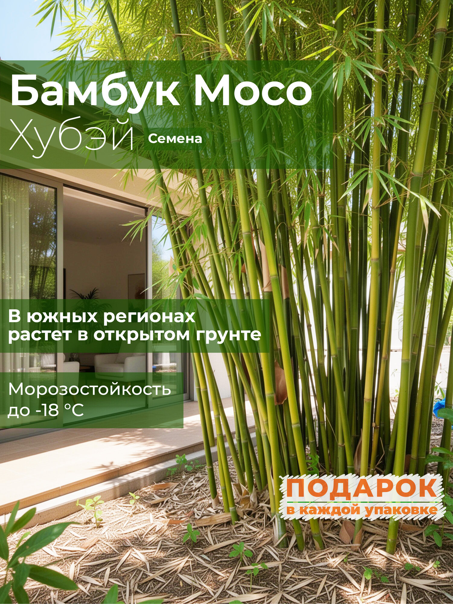 Бамбук Мосо Хубэй, Семена, 20 шт, семена экзотических растений