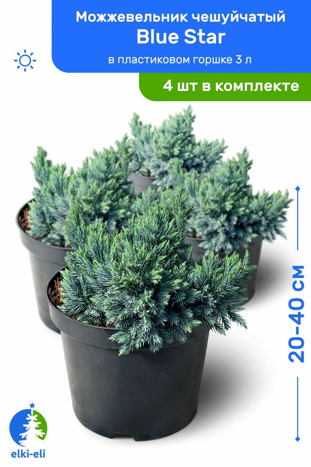 Можжевельник чешуйчатый Blue Star (Блю Стар) 20-40 см в пластиковом горшке 3 л, саженец, хвойное живое растение, комплект из 4 шт