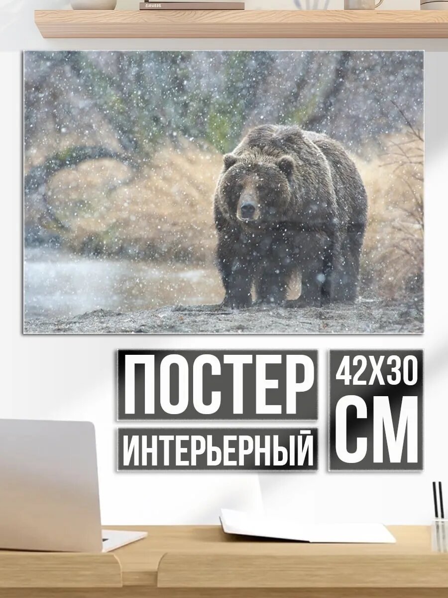 Плакат постер Медведь в снегу