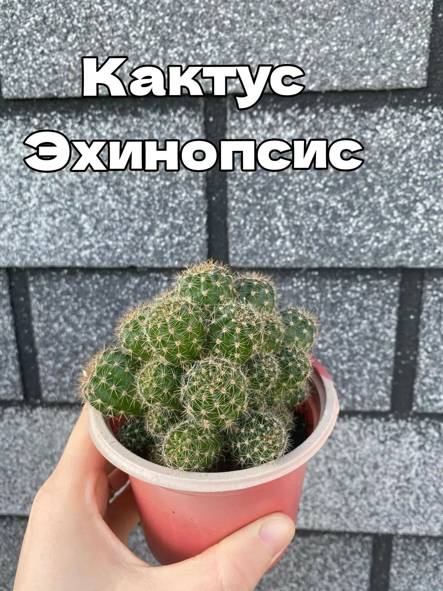 Кактус Эхинопсис