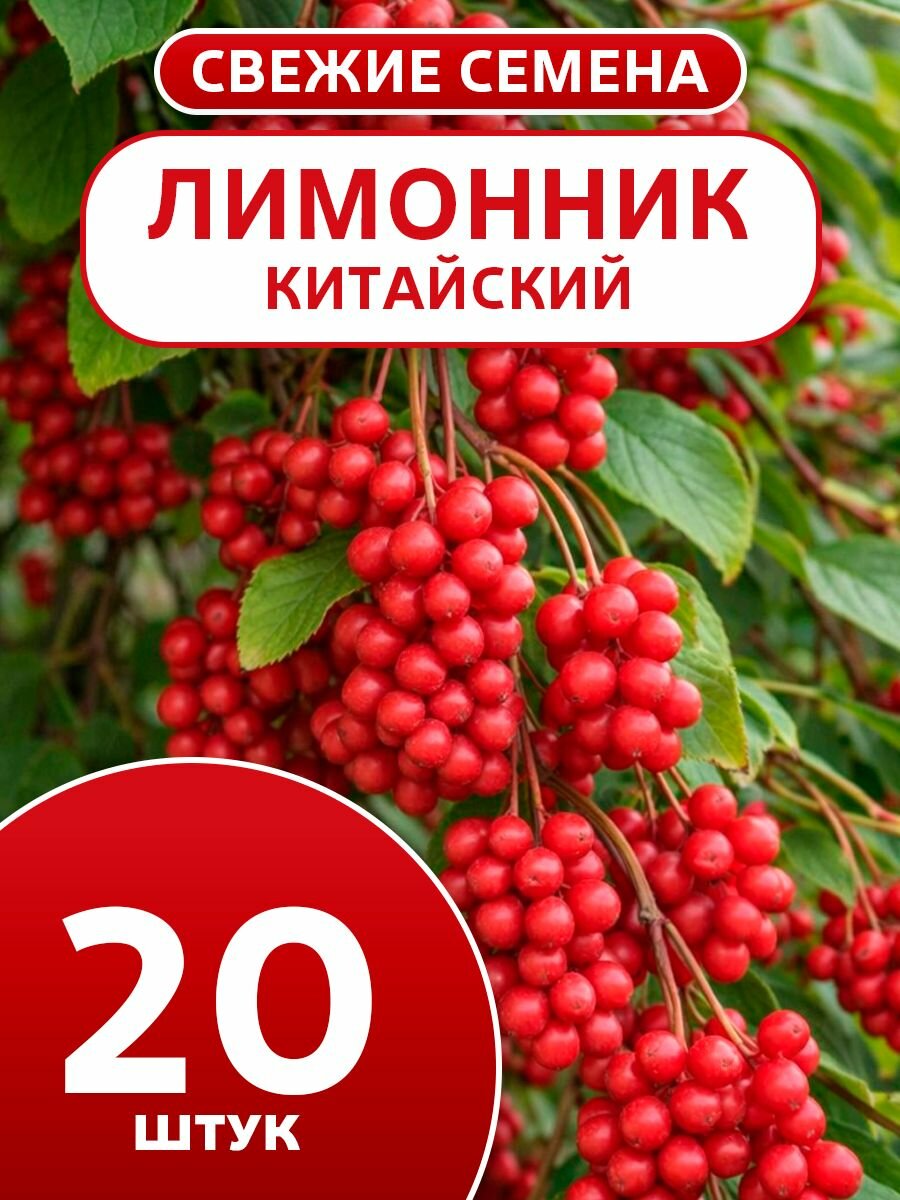 Лимонник Китайский Лазанг, семена для выращивания 20 шт