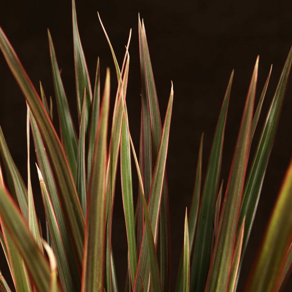 Комнатное растение LuxuryPlants Драцена Маргината Биколор 3ст 100/21 — фото 1