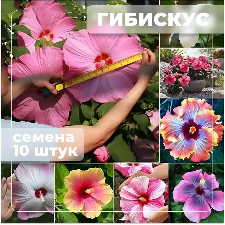 Гибискус микс цветов, для дома и сада, семена для выращивания 5 штук