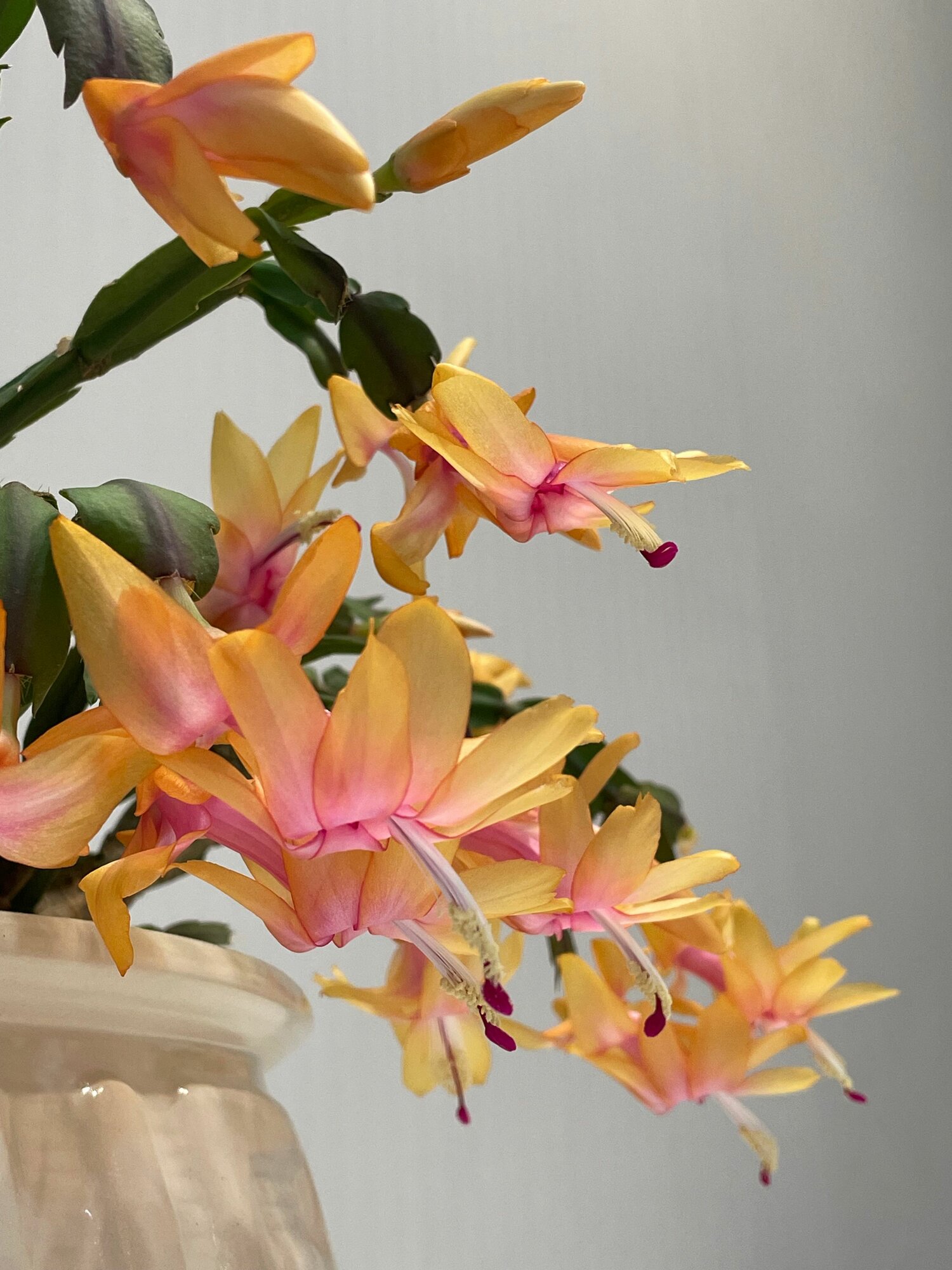 Декабрист жёлтый Golden Cream 2 среза