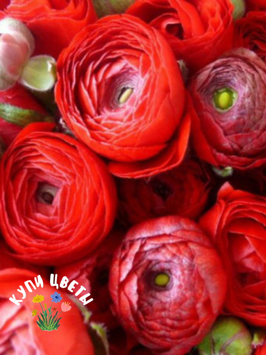 Луковицы цветов, купи цветы, Ранункулюс RED ( 10 луковиц ) ,