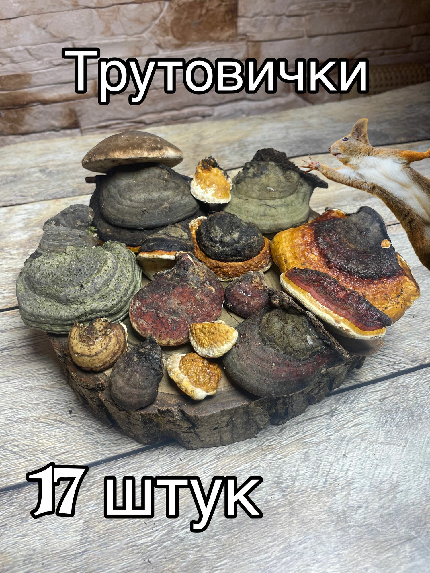 Трутовики 17 шт. Для творчества