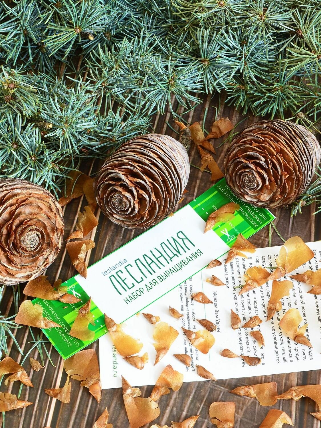 Кедр Атласский Голубой, Семена, 10 шт