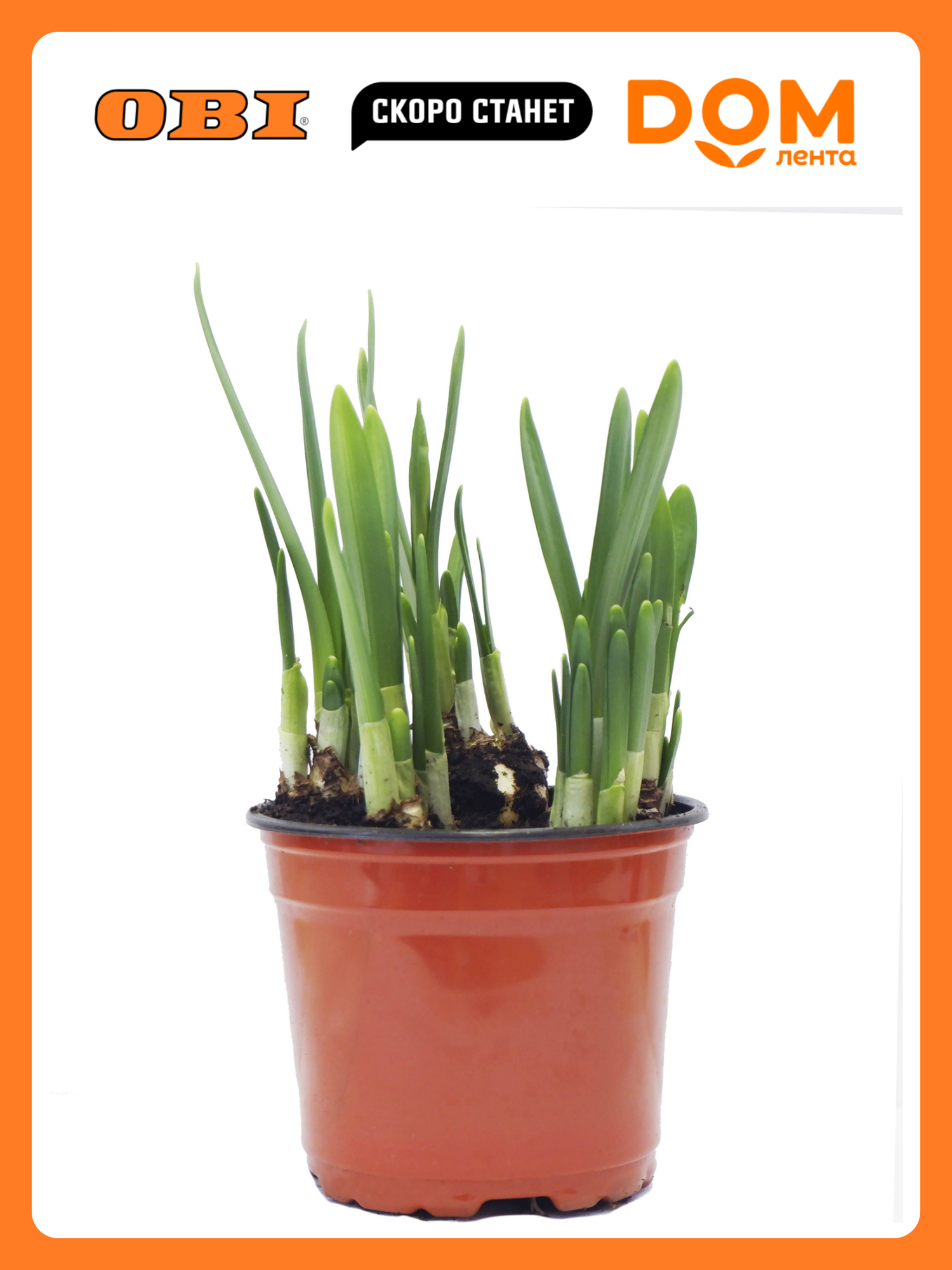 Растение Нарцисс ТЕТ А ТЕТ 5 луковиц D12 Н25