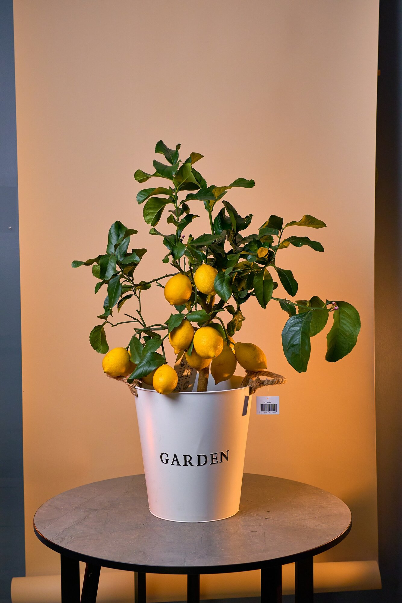 Лимонное дерево в ведерке h 80 см, d 27 см от бренда Margo plants