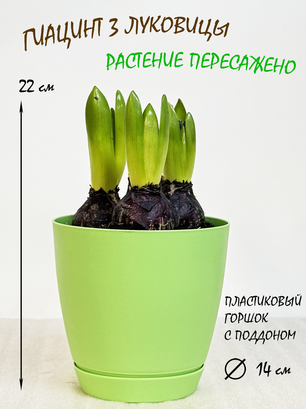 Гиацинт в салатовом пластиковом горшке с поддоном, высота 15-25см