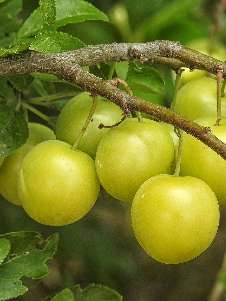 Слива "Белая крупная", самоплодный, морозостойкий, высота до 5 м, урожайный