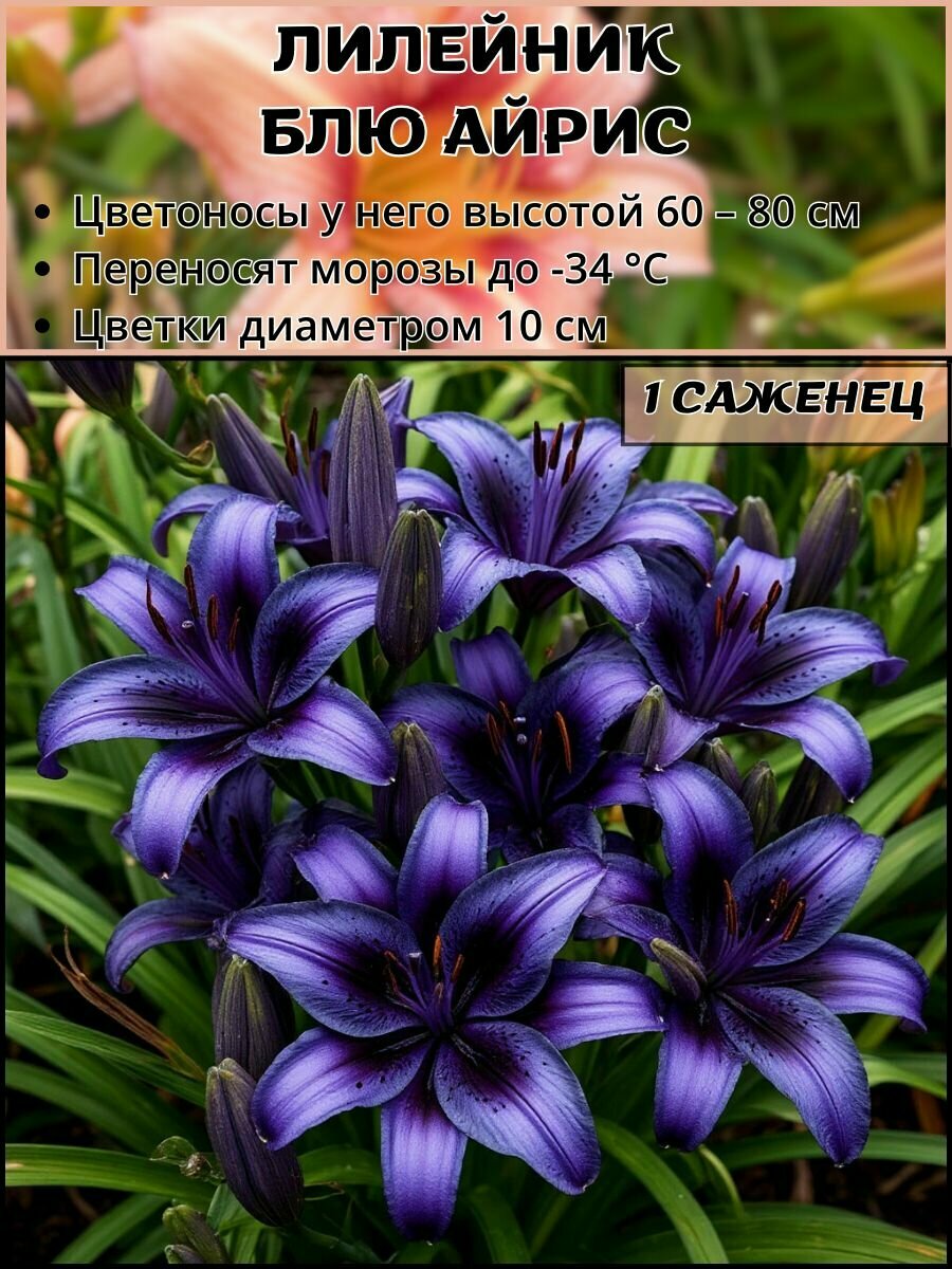 Лилейник саженец, многолетник 1 штука