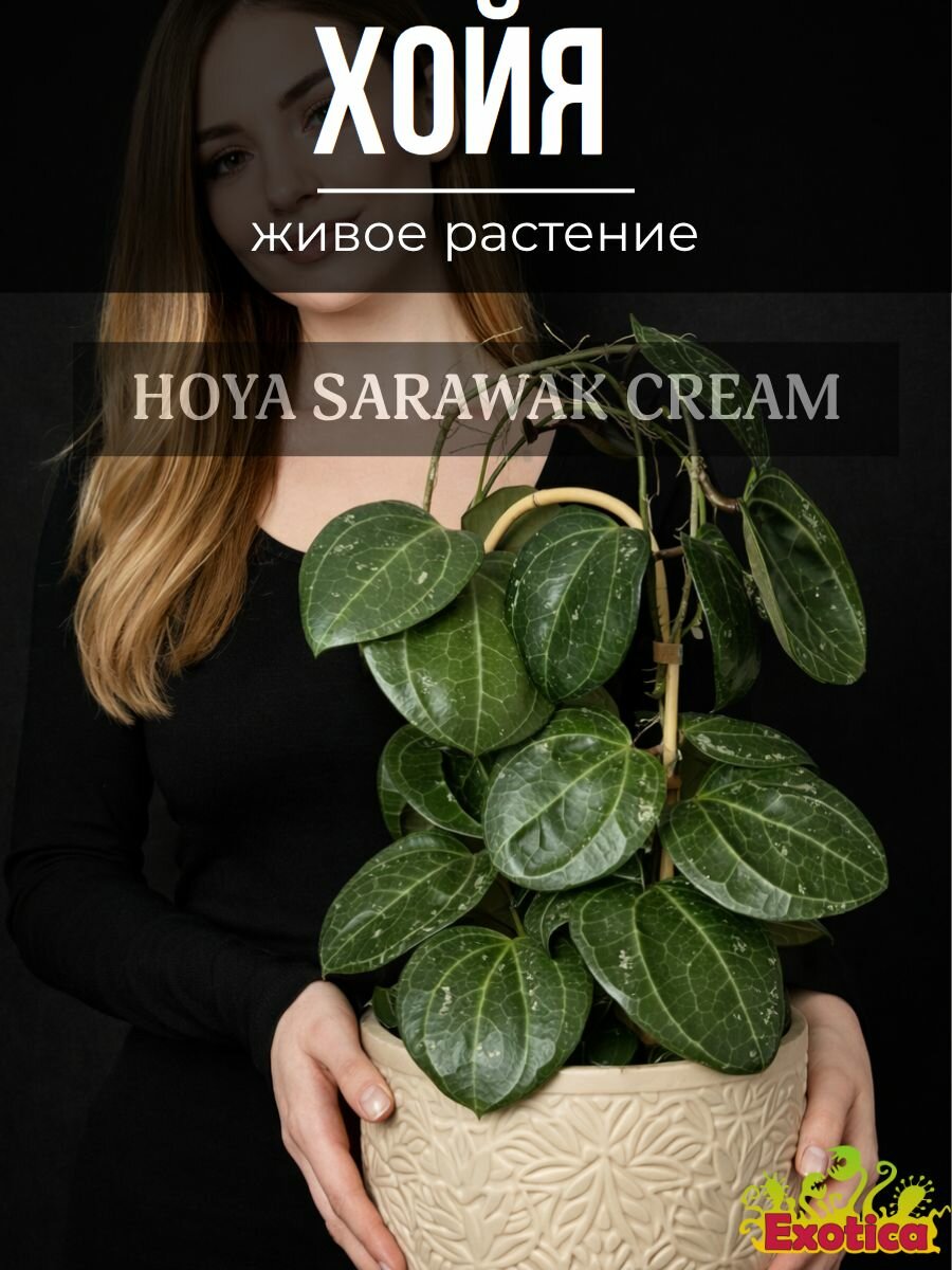 Хойя Саравак Крем (Hoya Sarawak Cream) D10см, комнатный цветок